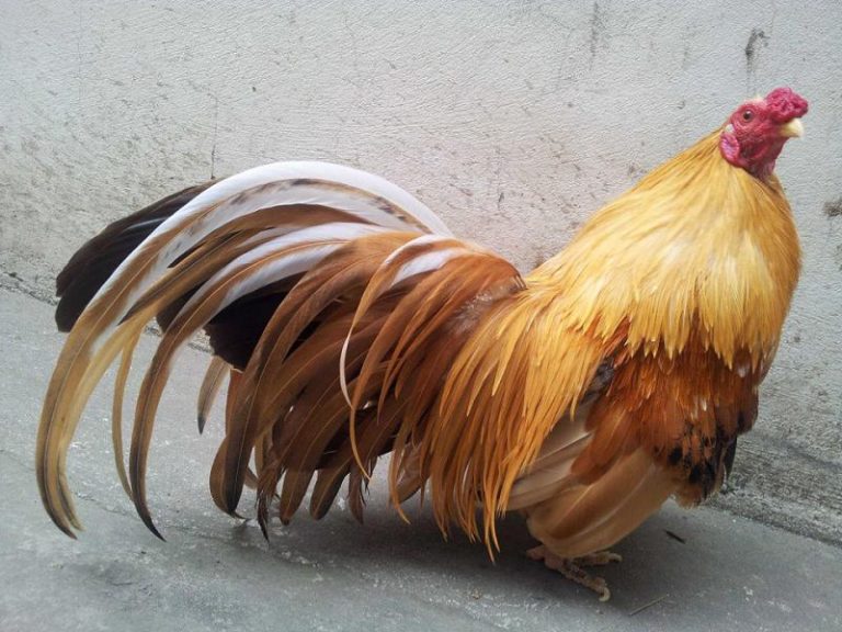 Chăn nuôi gà tre làm giàu. Mô hình và Kỹ thuật nuôi các giống gà tre