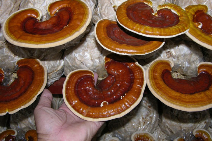 Cách trồng nấm linh chi đỏ. Mô hình, kỹ thuật trồng nấm linh chi đỏ