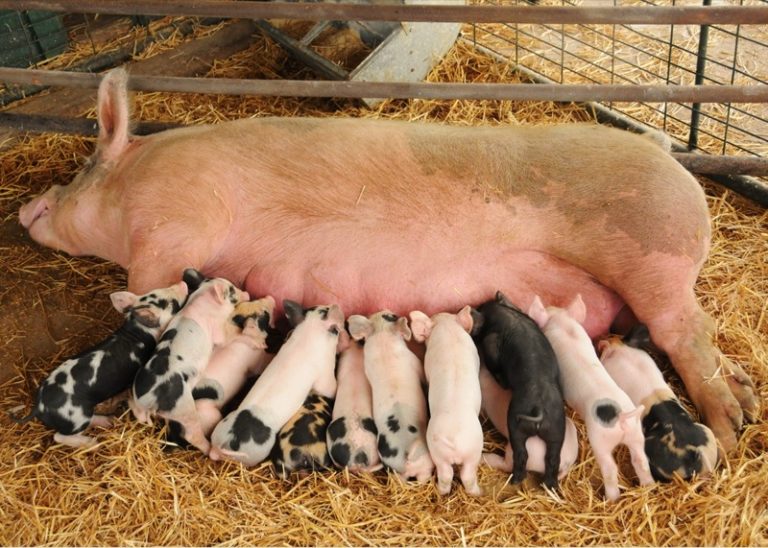 Kỹ thuật chăn nuôi heo nái. Nhận biết heo sắp đẻ. Thức ăn cho heo nái ...