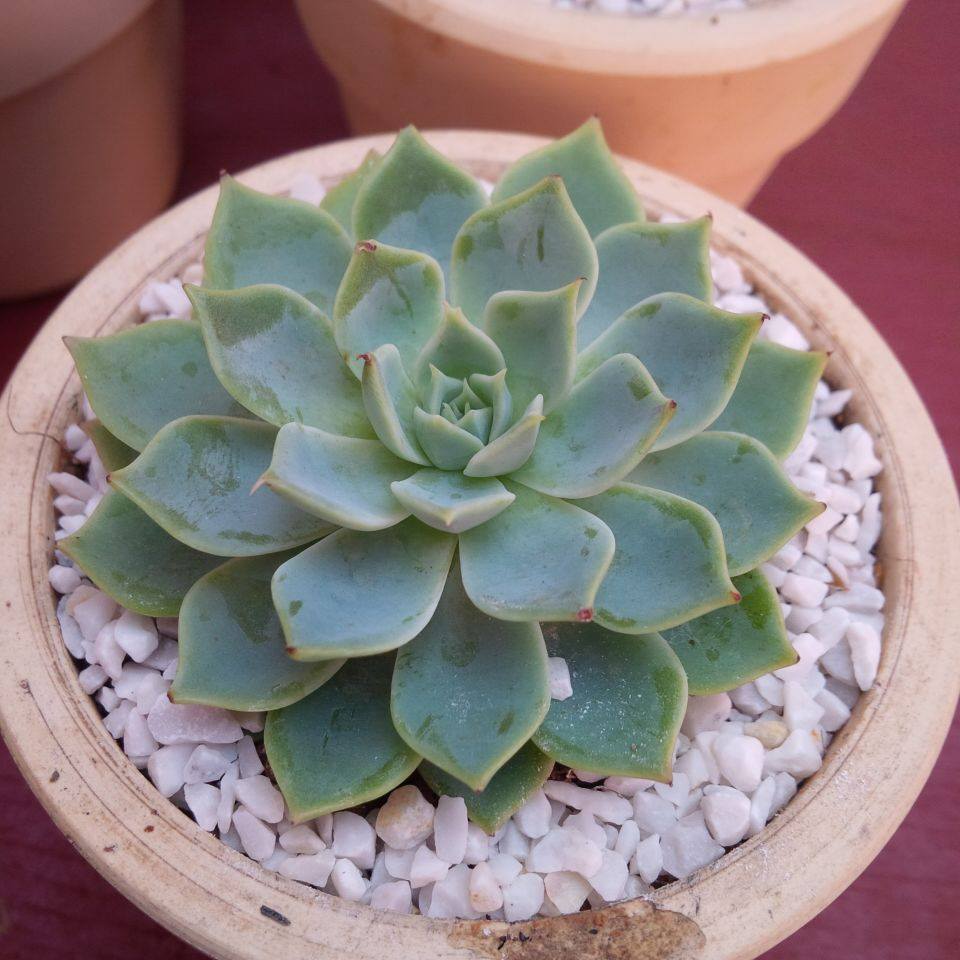 Giới thiệu về cây sen đá. Ý nghĩa của sen đá. Đặc điểm của cây hoa đá