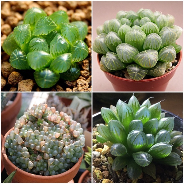 Giới thiệu về cây sen đá. Ý nghĩa của sen đá. Đặc điểm của cây hoa đá