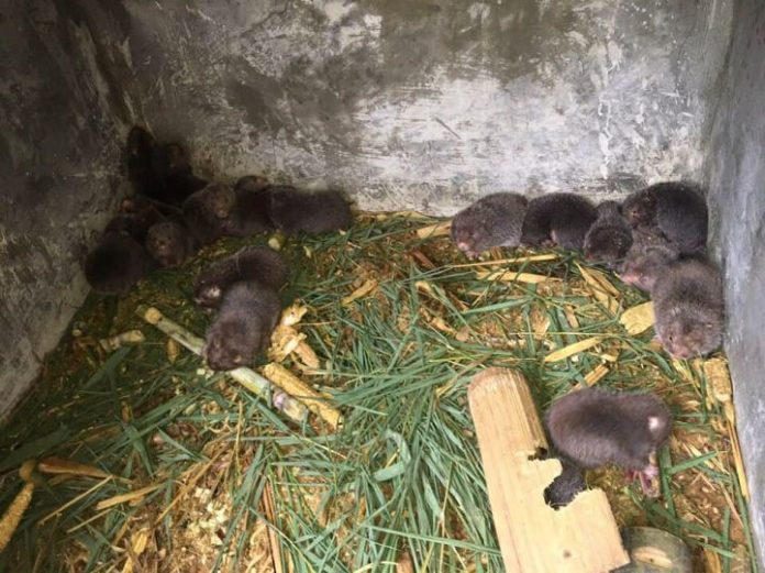 Con dúi ăn gì? Thức ăn cho dúi nuôi thịt. Thức ăn cho dúi nuôi sinh sản